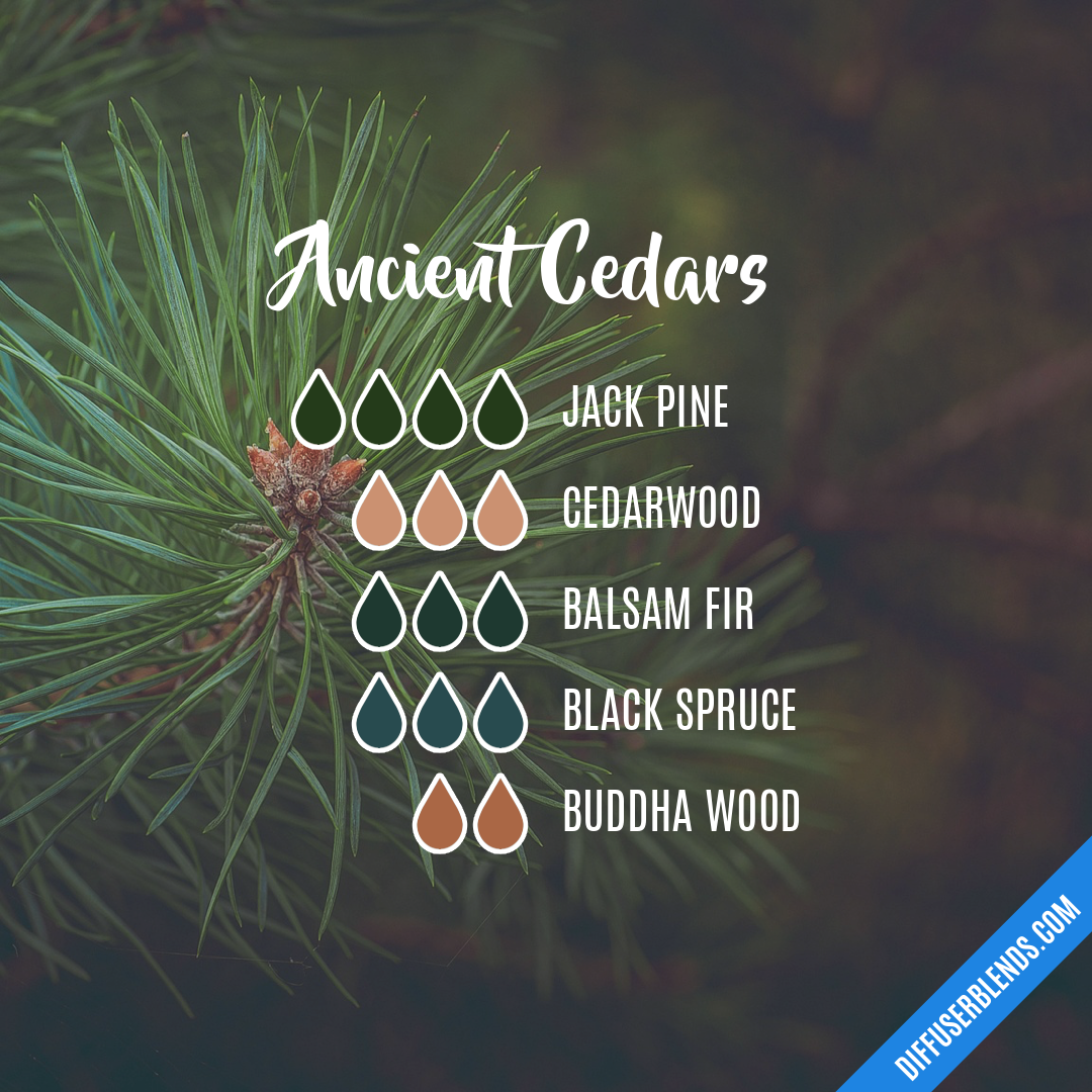 Ancient Cedars | DiffuserBlends.com