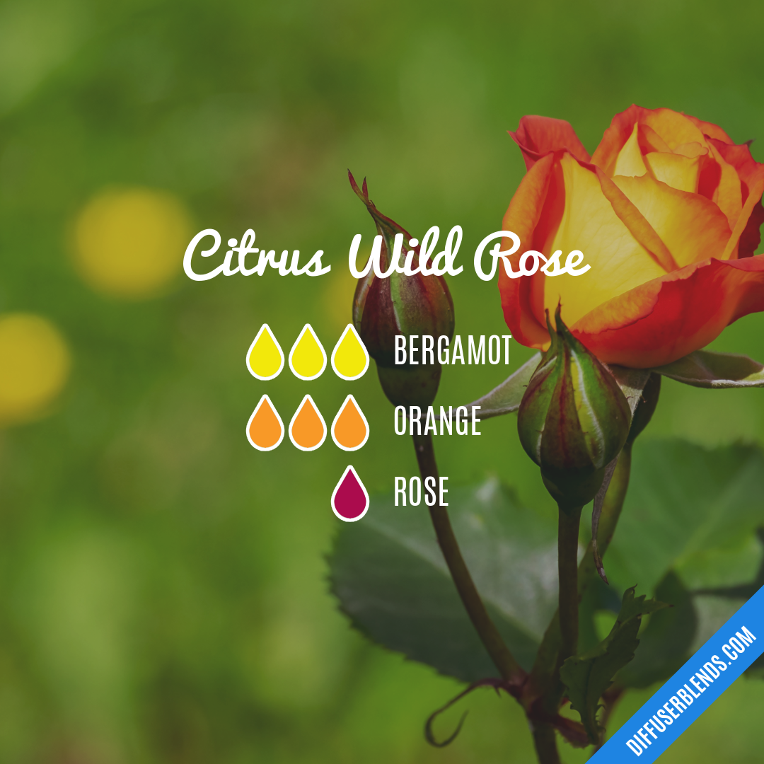 Citrus Wild Rose | DiffuserBlends.com