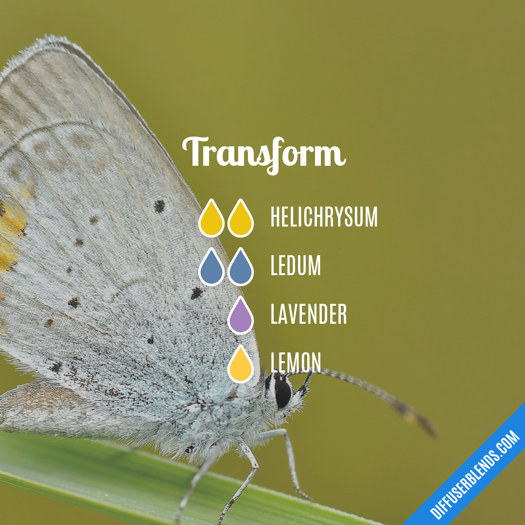 Transform | DiffuserBlends.com