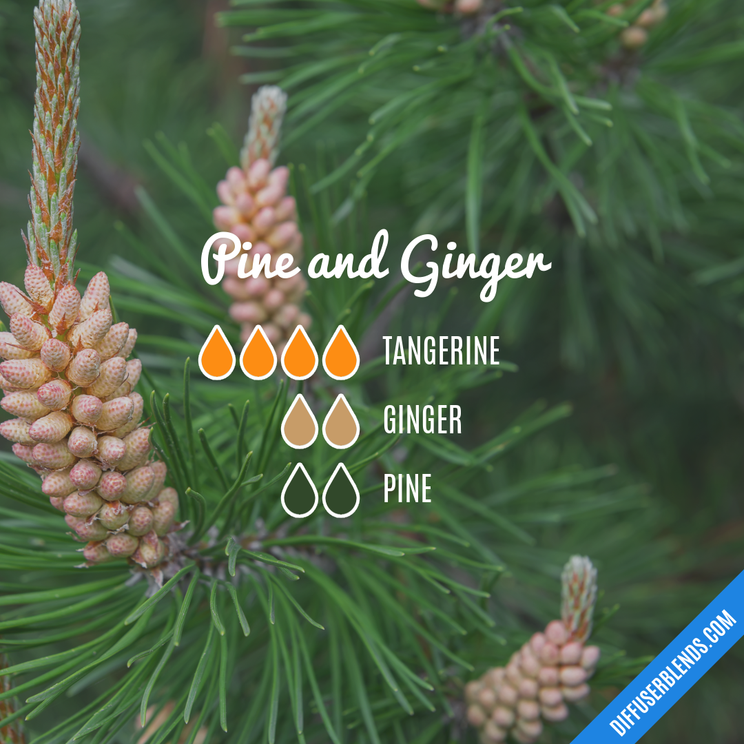 Pine and Ginger | DiffuserBlends.com