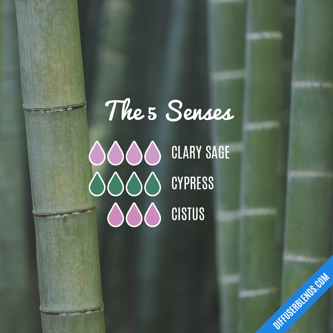 The 5 Senses | DiffuserBlends.com