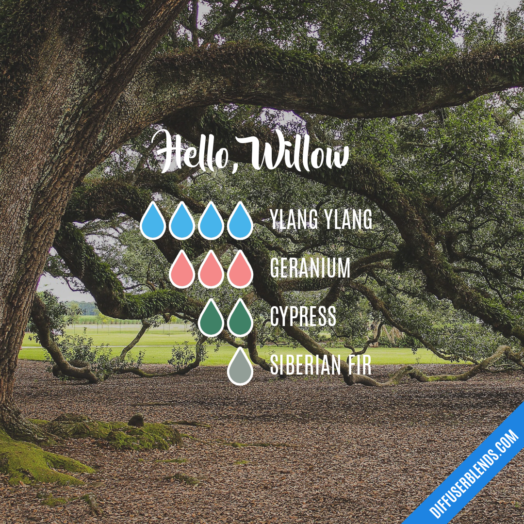 Hello, Willow | DiffuserBlends.com
