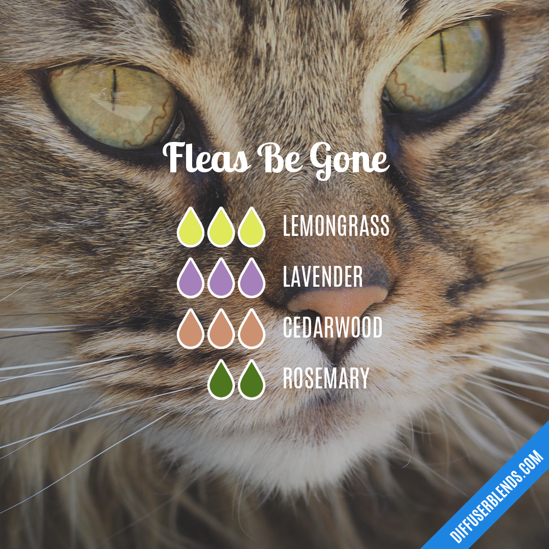 Fleas Be Gone | DiffuserBlends.com