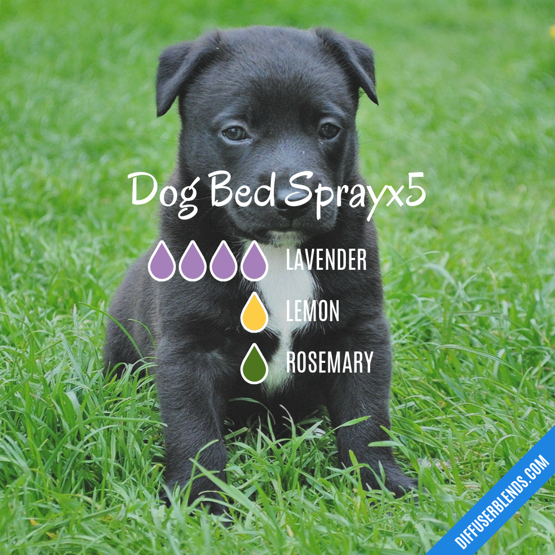 Dog Bed Sprayx5 | DiffuserBlends.com