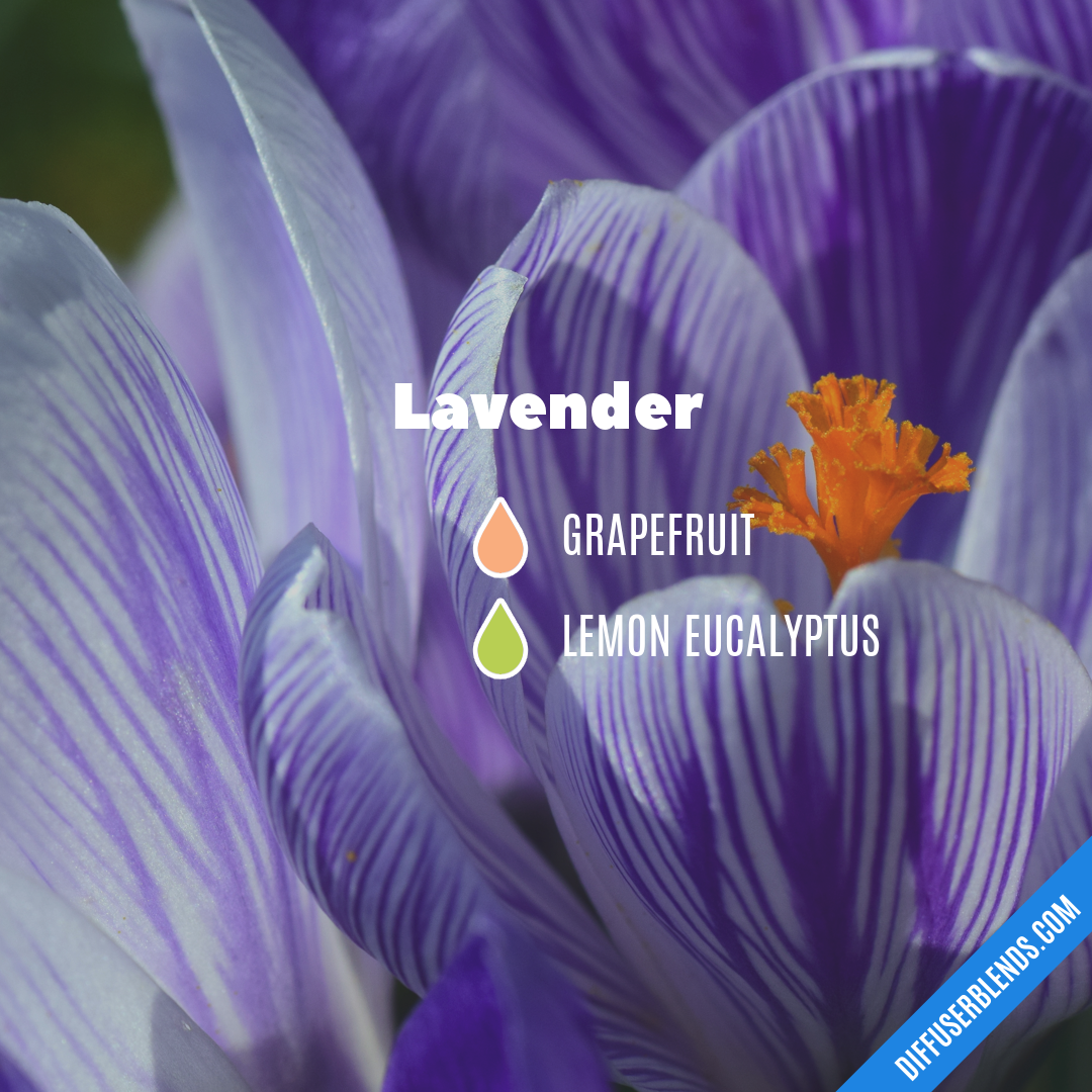 Lavender | DiffuserBlends.com