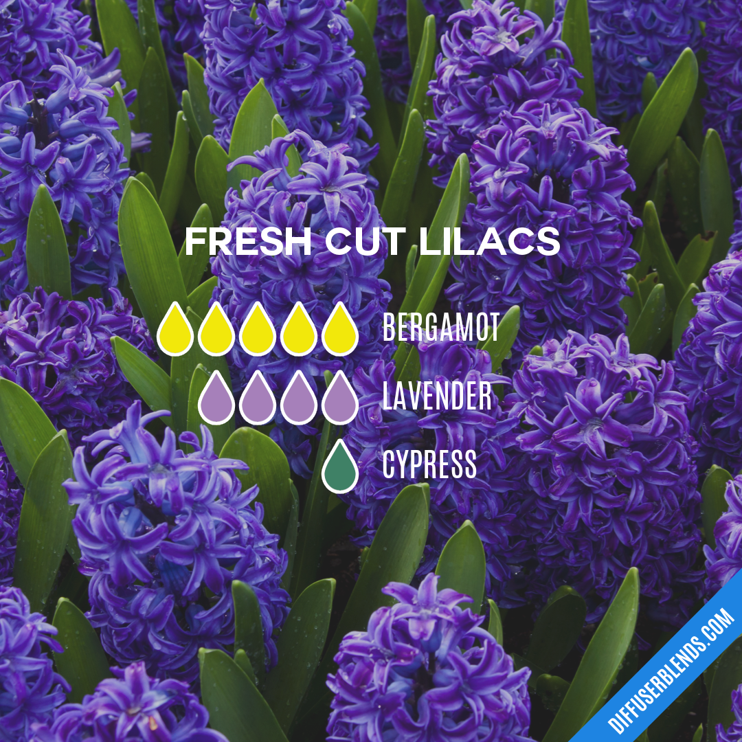 Fresh Cut Lilacs | DiffuserBlends.com