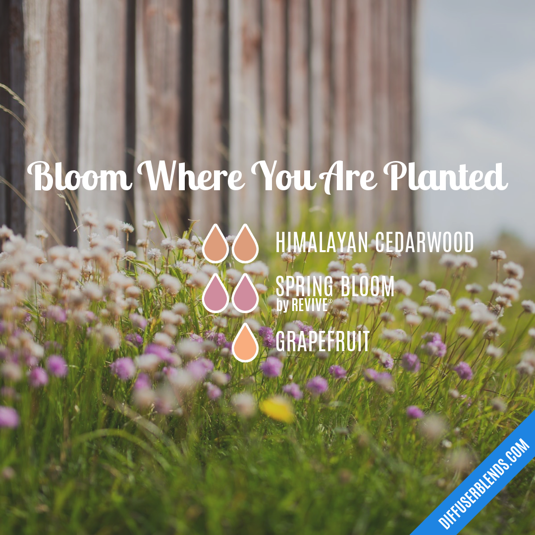Bloom Where You Are Planted | DiffuserBlends.com