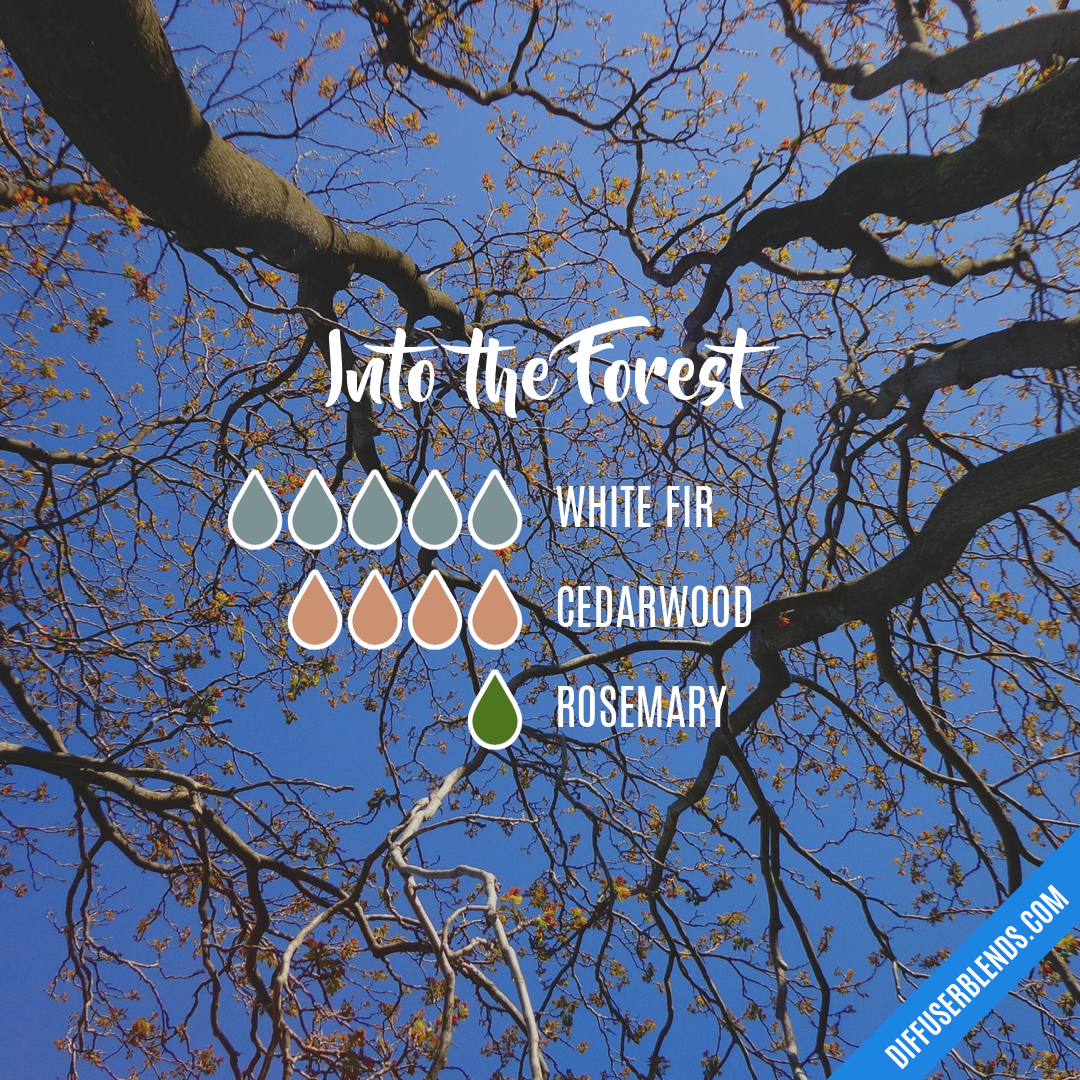 Into the Forest | DiffuserBlends.com