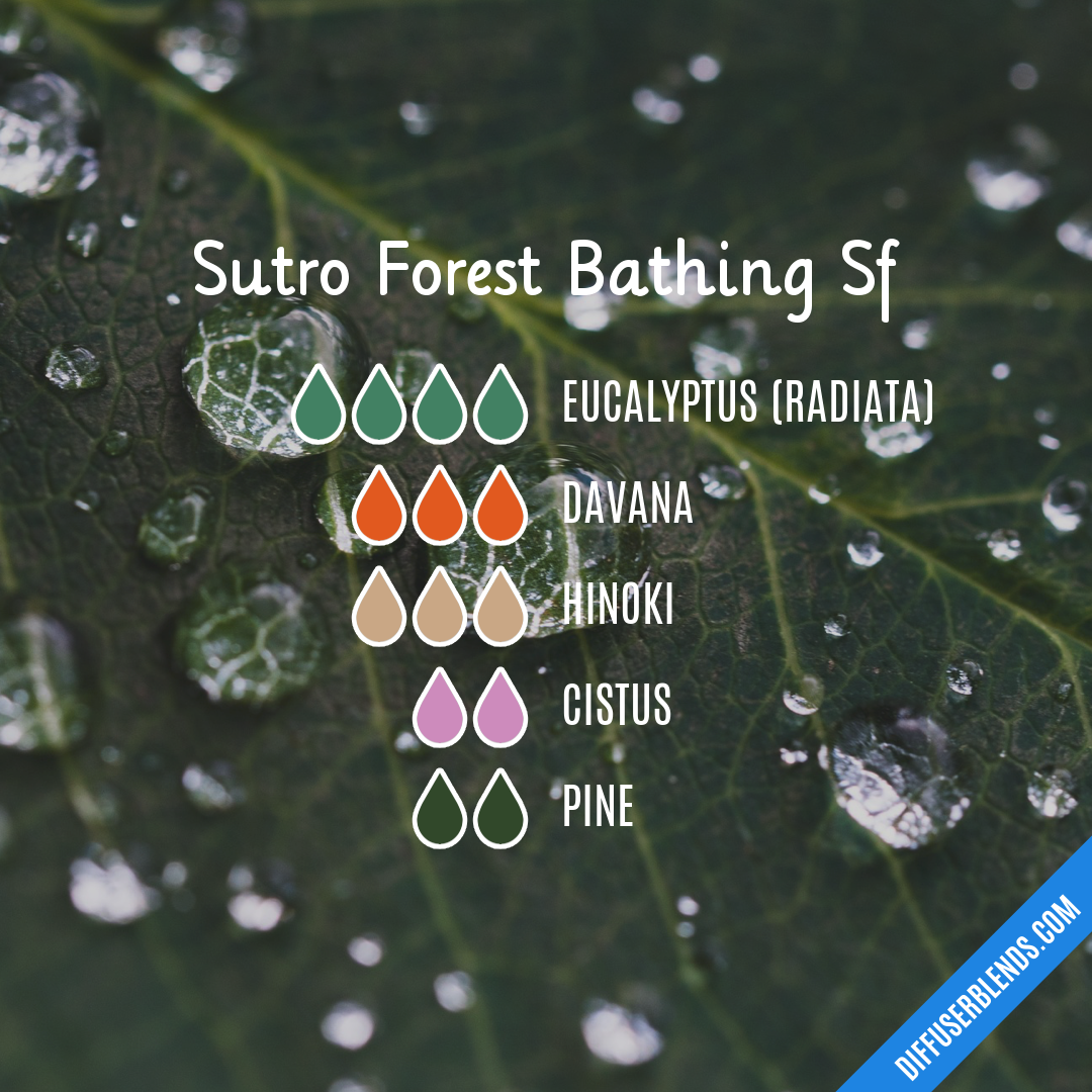 Sutro Forest Bathing Sf | DiffuserBlends.com