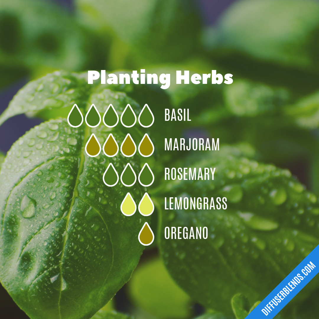Planting Herbs | DiffuserBlends.com