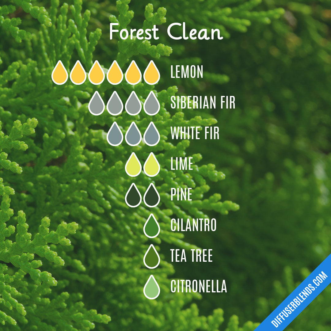 Forest Clean | DiffuserBlends.com