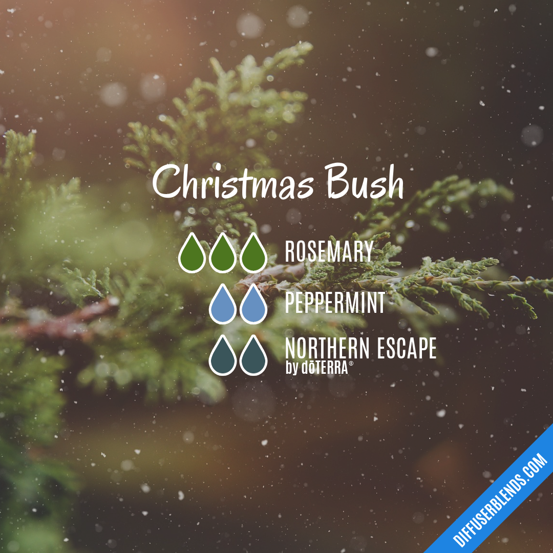 Christmas Bush | DiffuserBlends.com