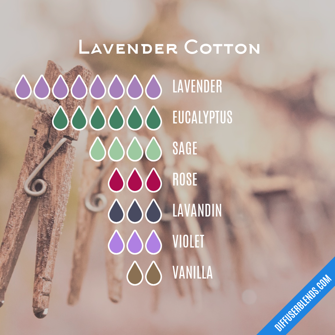 Lavender Cotton | DiffuserBlends.com