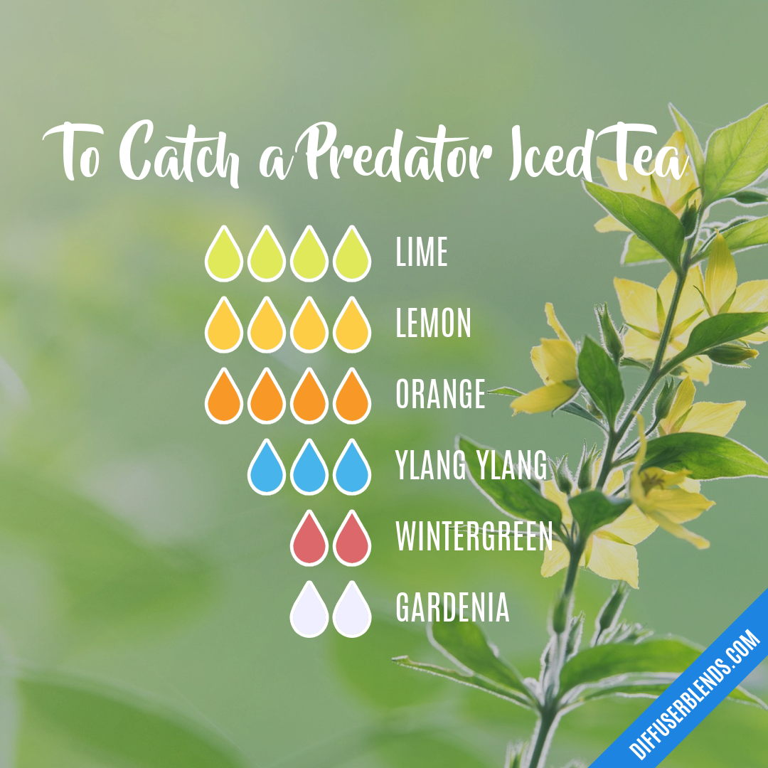 To Catch a Predator Iced Tea | DiffuserBlends.com
