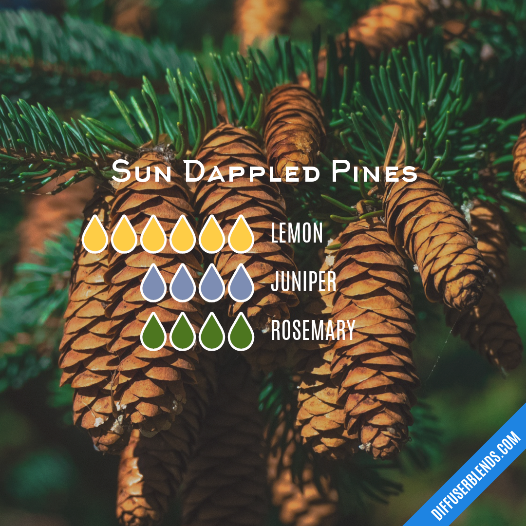 Sun Dappled Pines | DiffuserBlends.com