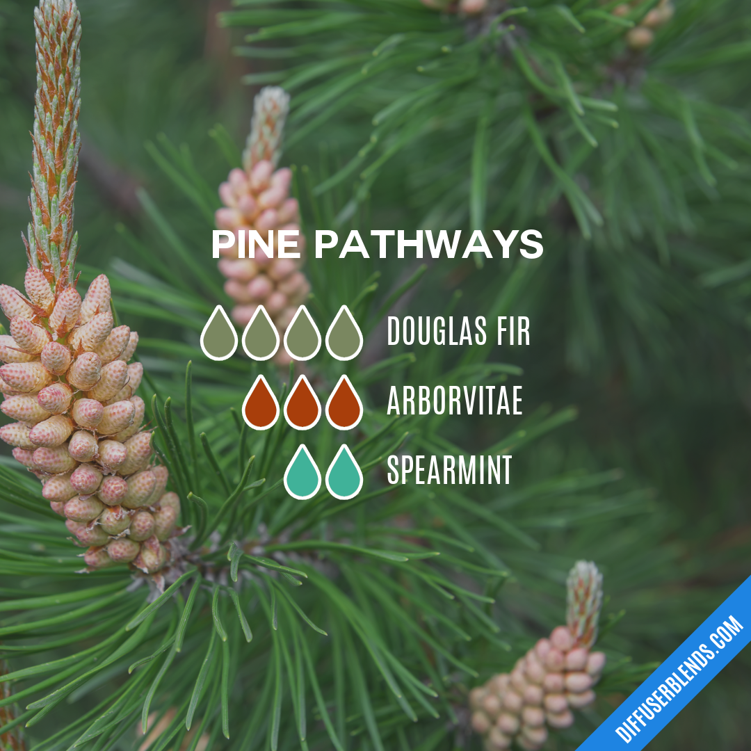 Pine Pathways | DiffuserBlends.com