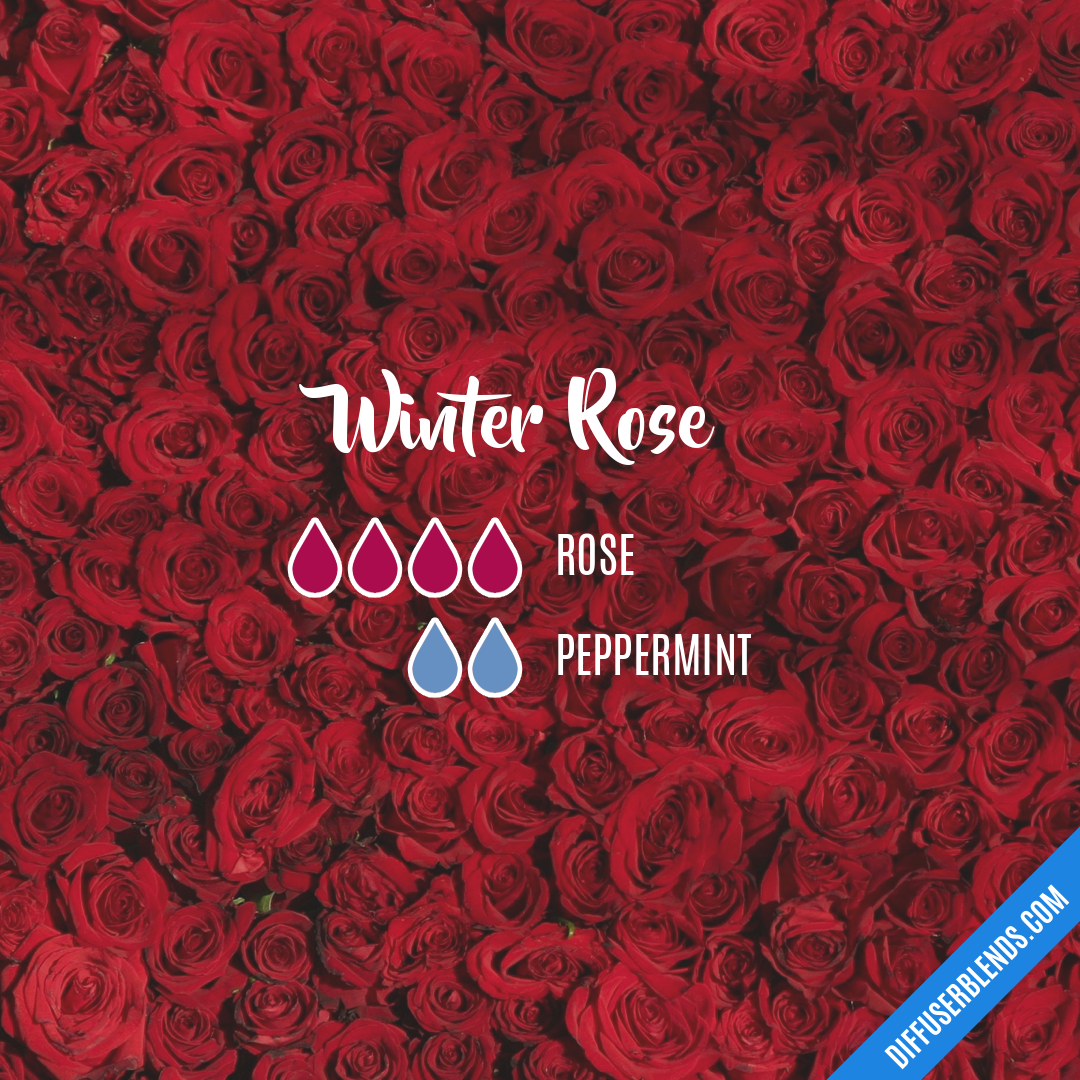 Winter Rose | DiffuserBlends.com