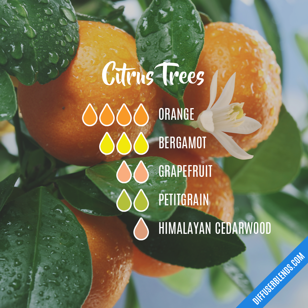 Citrus Trees | DiffuserBlends.com
